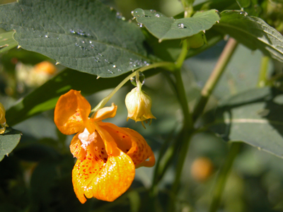 Jewelweed - Loudoun Wildlife Conservancy