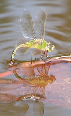 Migration Sensation Part 5: Dragonflies - Loudoun Wildlife Conservancy