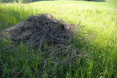 Build A Brush Pile - Loudoun Wildlife Conservancy