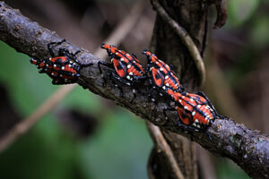 Living With the Spotted Lanternfly - Loudoun Wildlife Conservancy